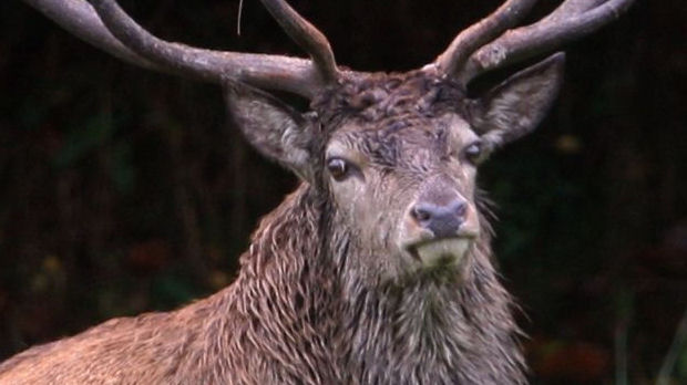 Giant stag Exmoor Emperor shot dead – Channel 4 News