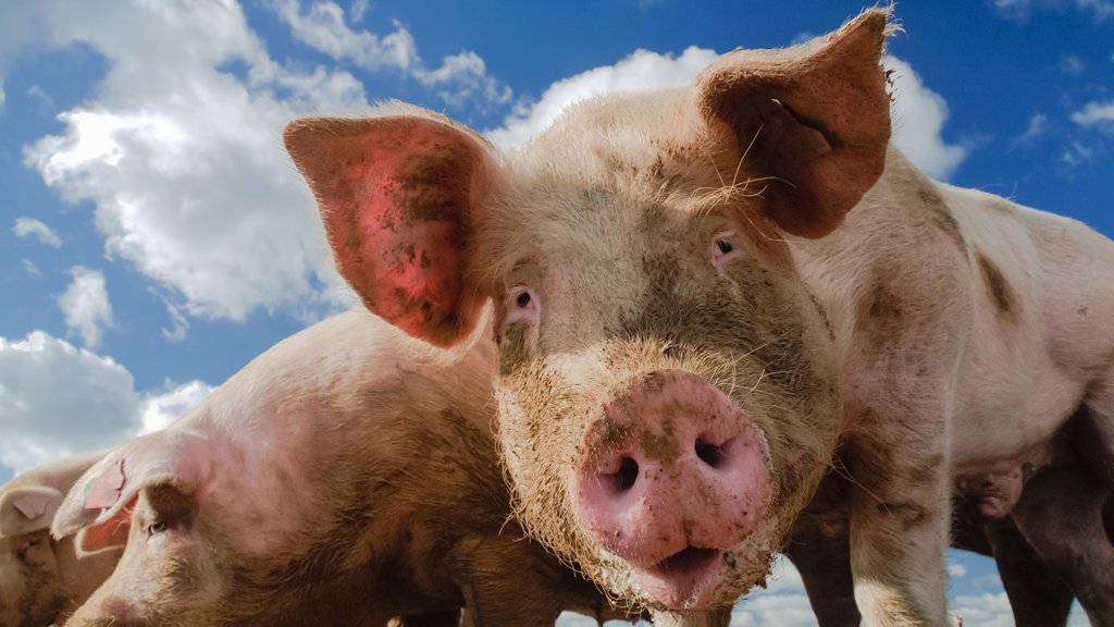 Government defends military surgery on pigs – Channel 4 News