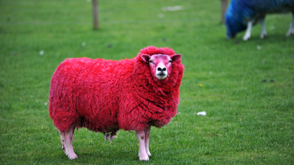 Sheep rustling surge blamed on organised gangs – Channel 4 News